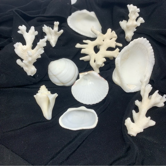 None | Accents | Vintage Shells And Coral From Beach In San Juan Puerto ...